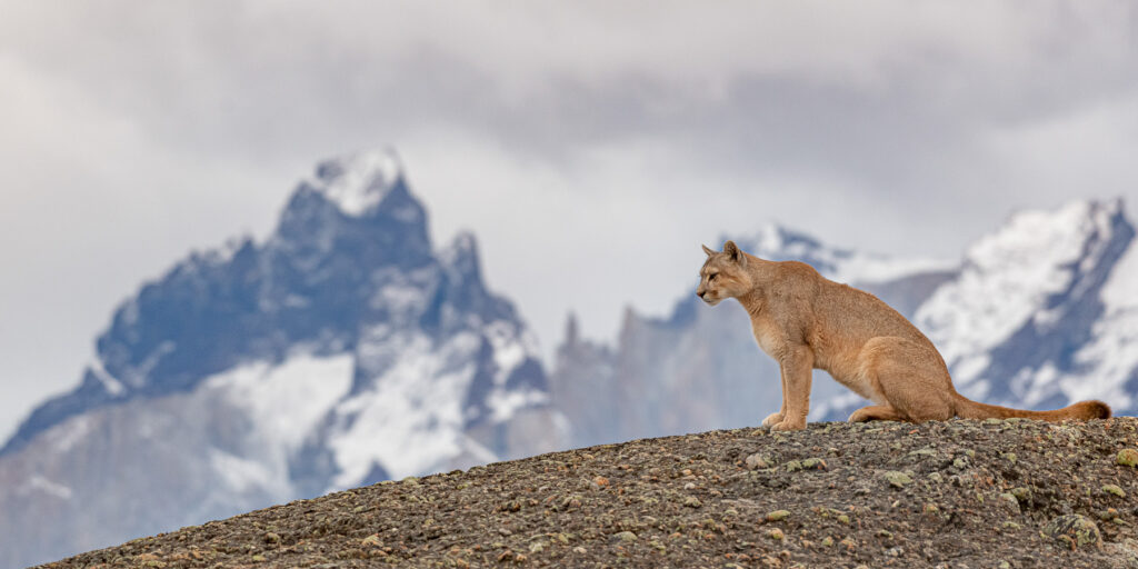 Everything you need to know about puma tracking - Ecochile - Tailor ...