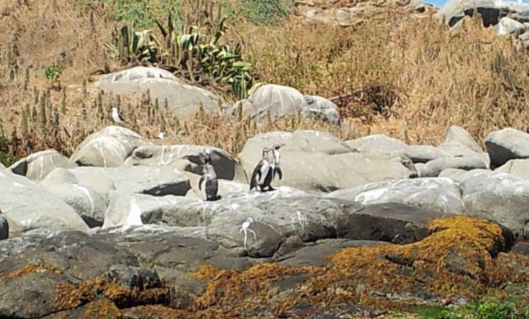 Best Unique Tours in Chile - Ecochile - Tailor-made tours