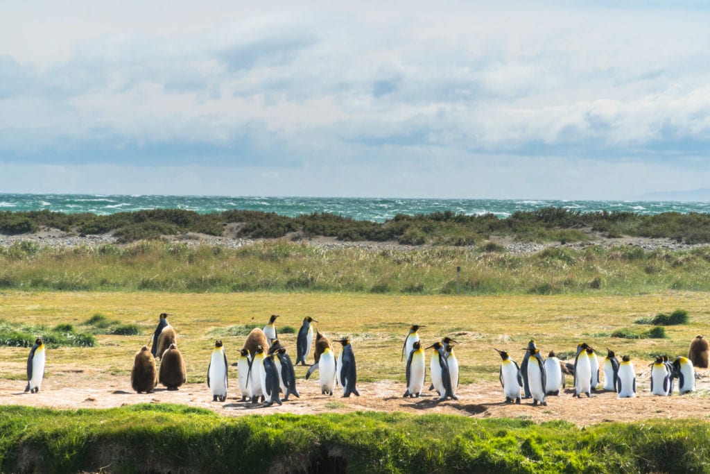 When and where to see Chile’s wildlife - Ecochile - Tailor-made tours