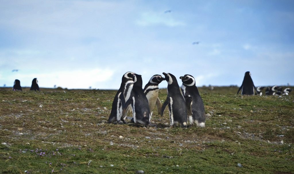 When and where to see Chile’s wildlife - Ecochile - Tailor-made tours