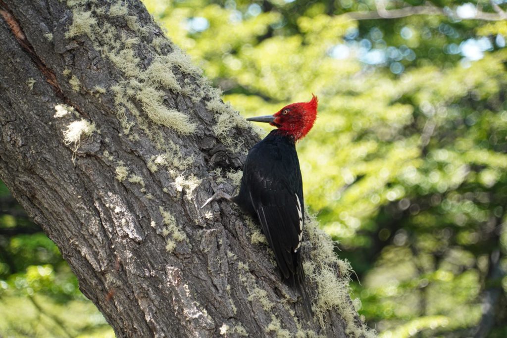 When and where to see Chile’s wildlife - Ecochile - Tailor-made tours