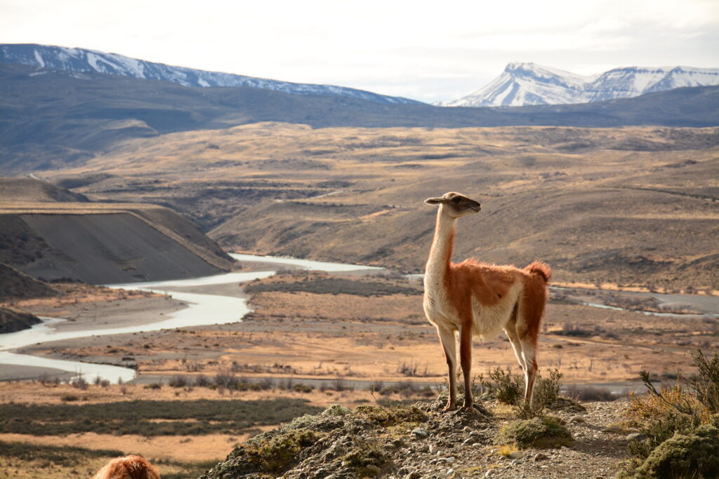 Everything you need to know about puma tracking - Ecochile - Tailor ...