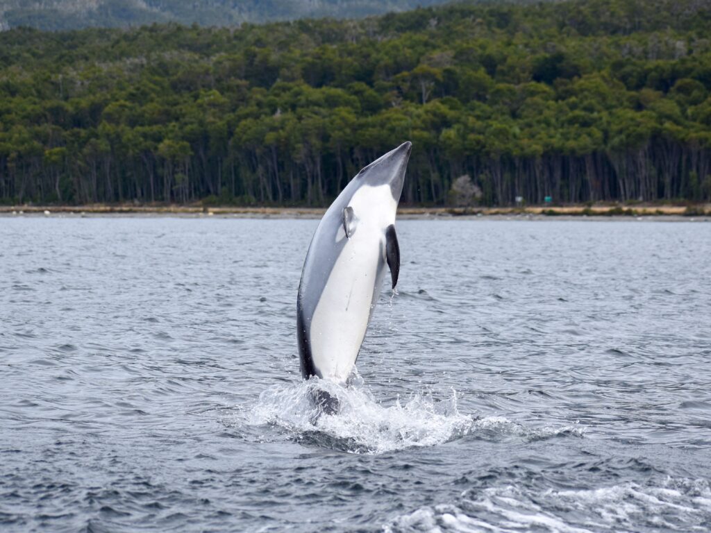 When and where to see Chile’s wildlife - Ecochile - Tailor-made tours