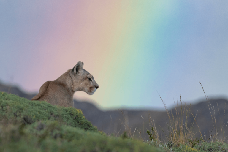 Everything you need to know about puma tracking - Ecochile - Tailor ...